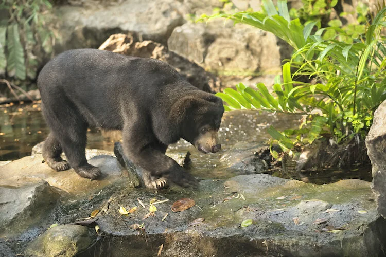 Malayan Sun Bear — kidcyber