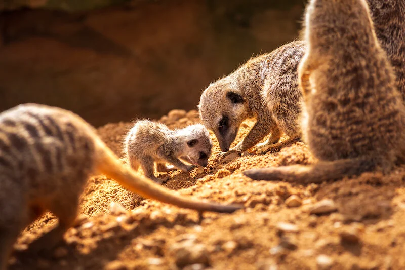 Meerkat — kidcyber