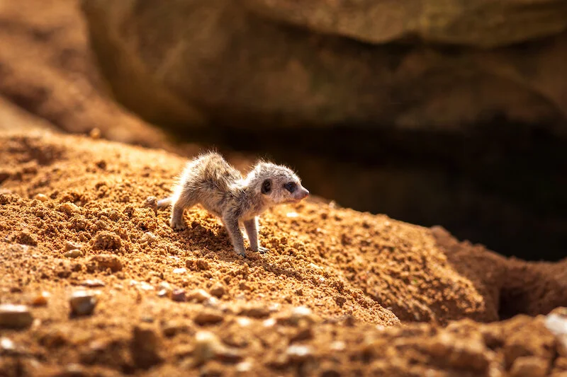 Meerkat — kidcyber