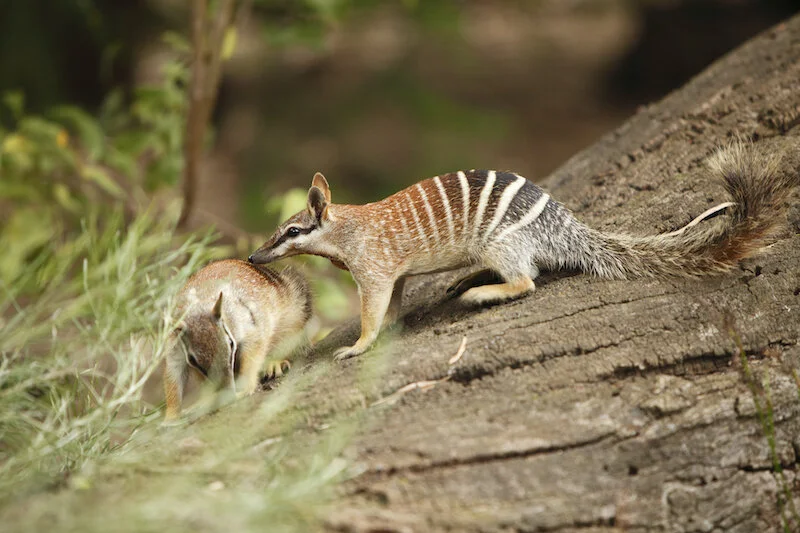 N is a numbat — kidcyber