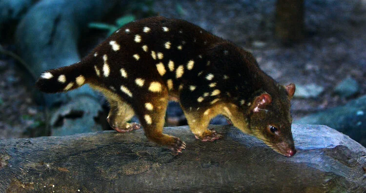 Quolls — kidcyber