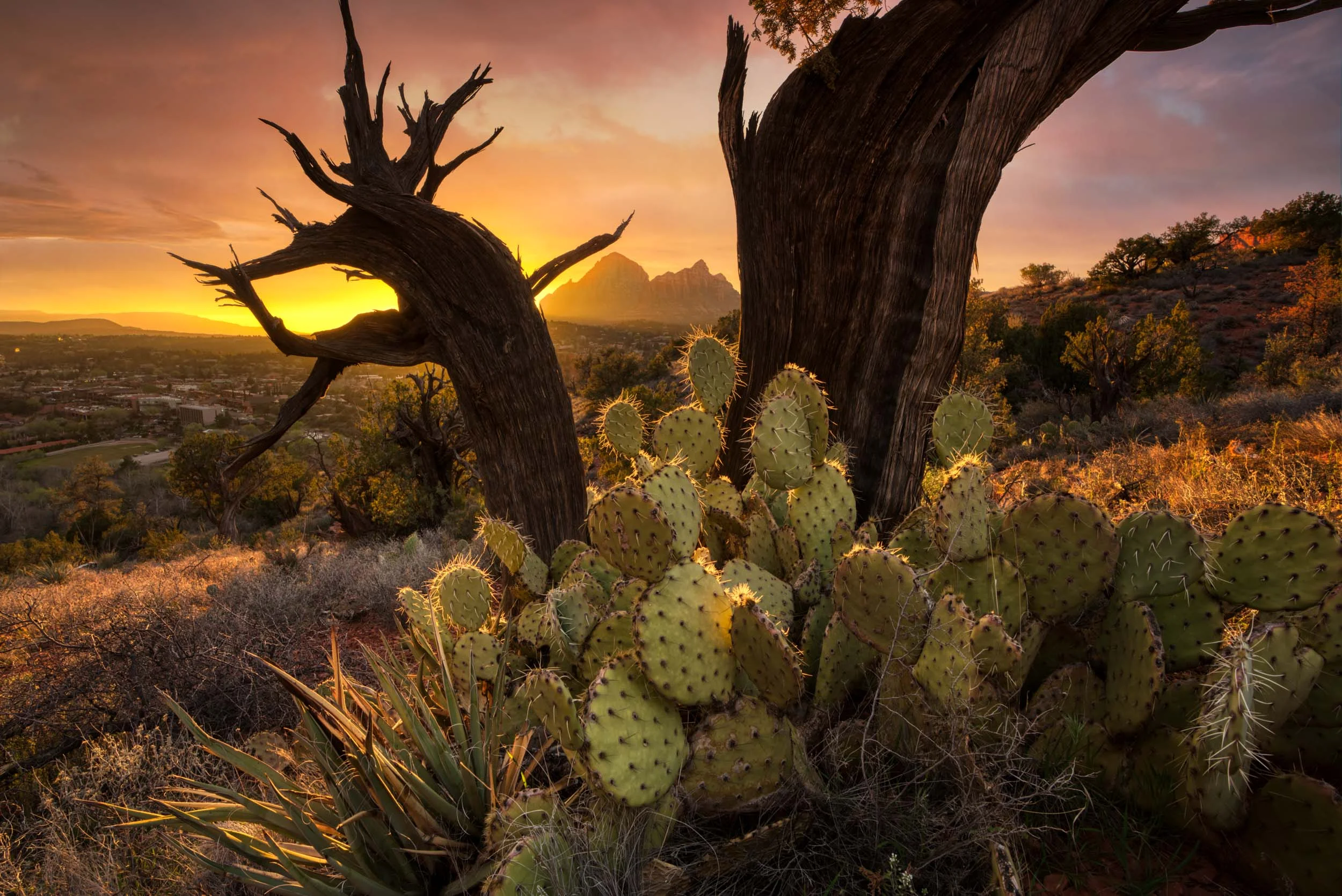 Todd Frame Photography