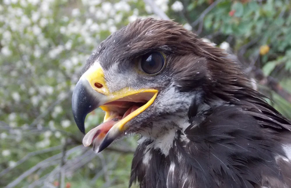 Fish and Wildlife — Colville Tribes