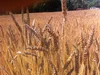The Grains — Red Tail Grains