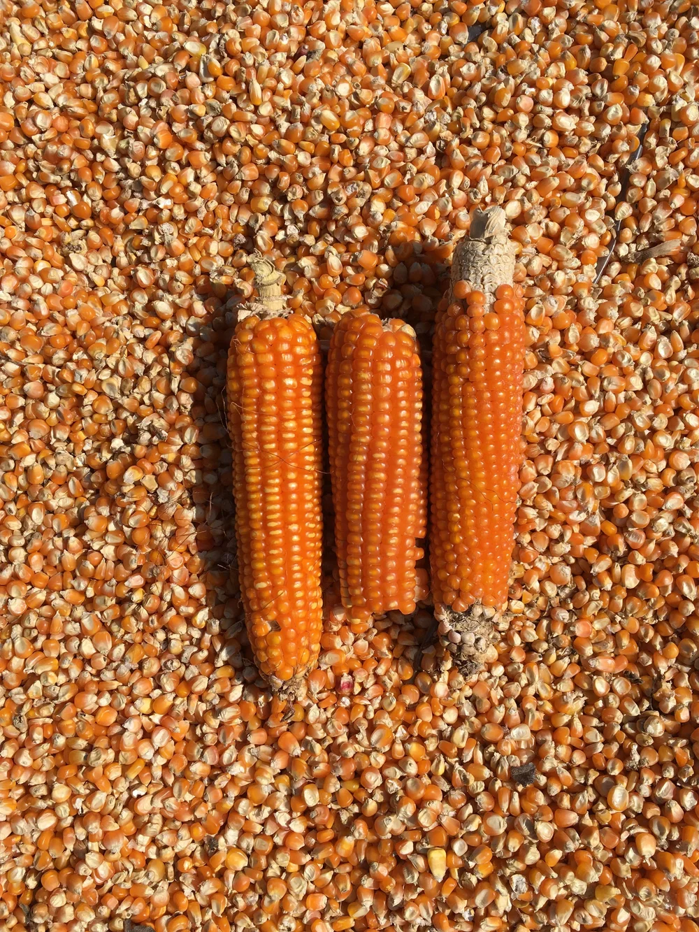 The Grains — Red Tail Grains