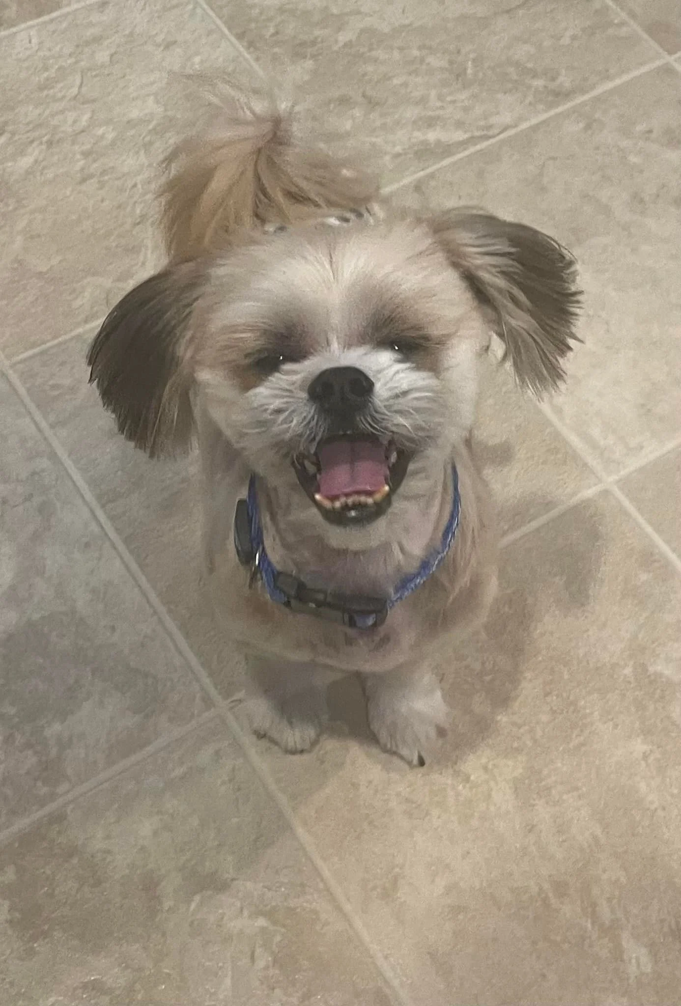 Bluegrass Shih-Tzu Rescue