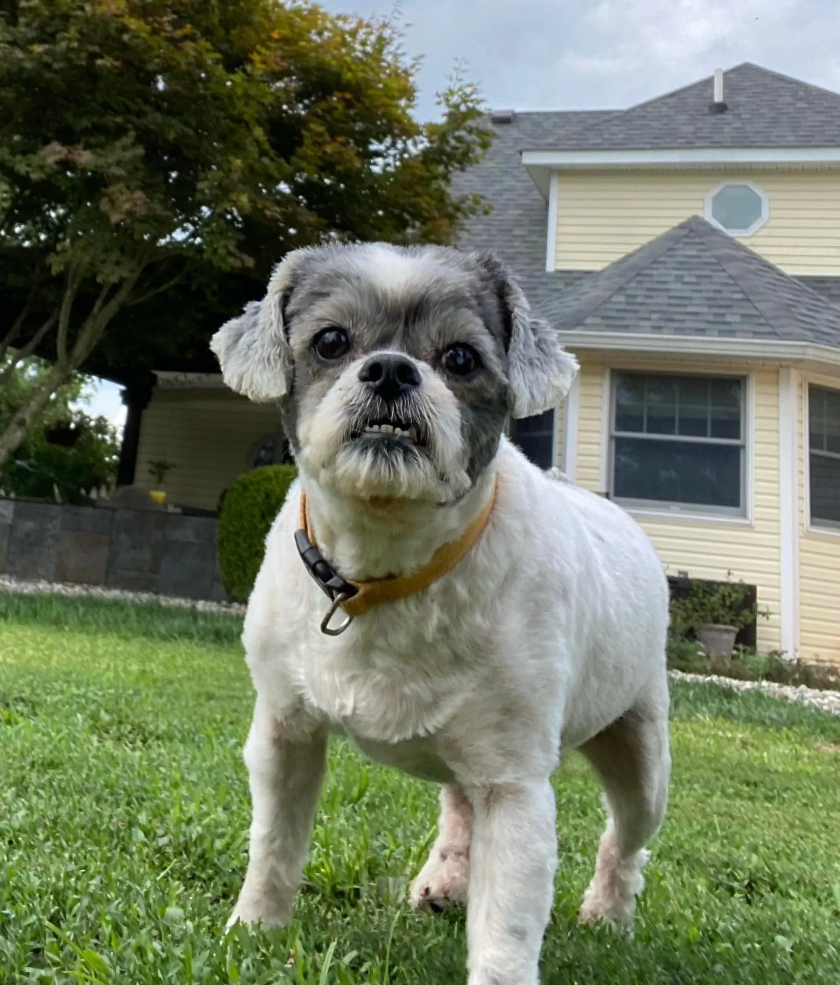 Bluegrass Shih-Tzu Rescue
