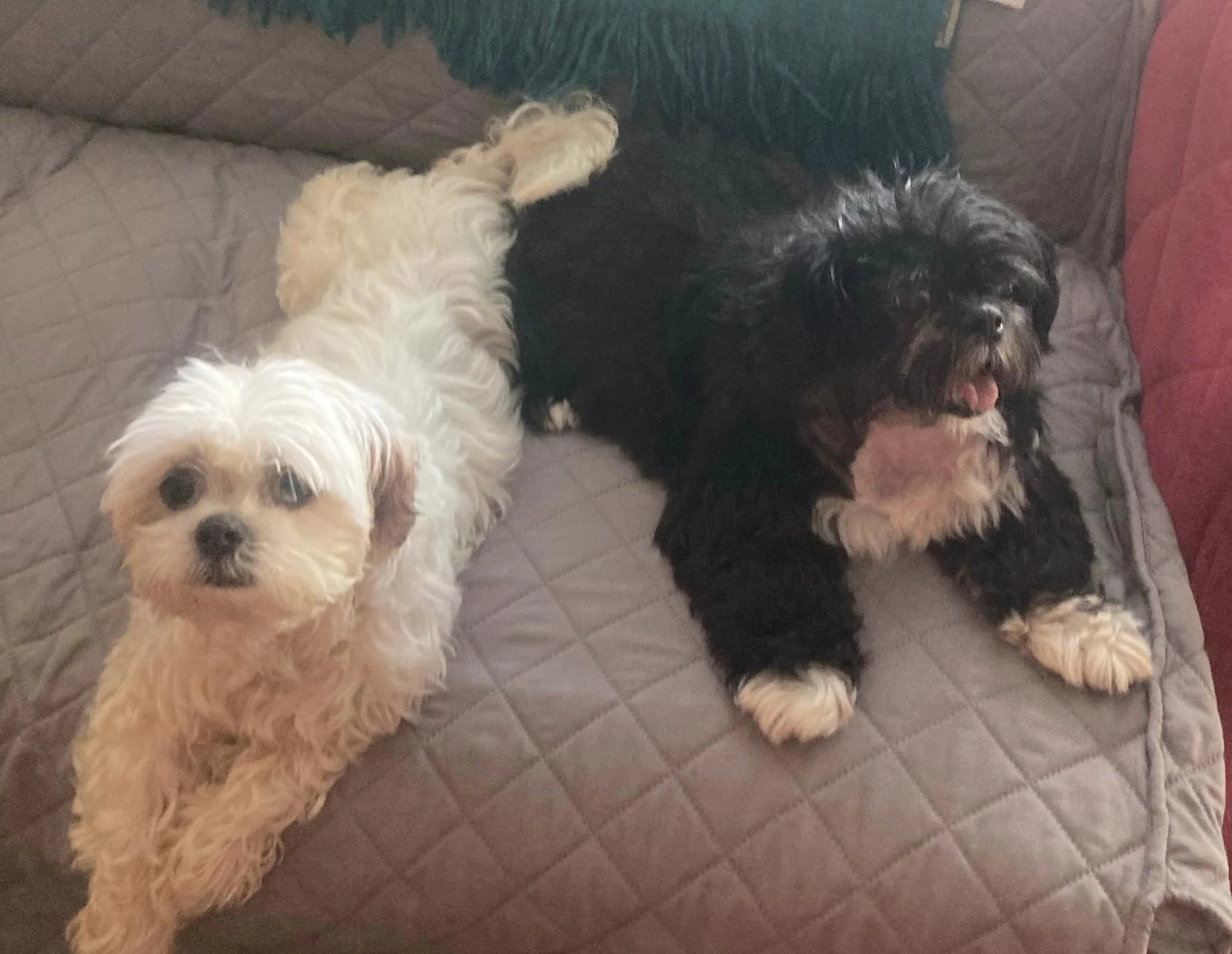 Bluegrass Shih-Tzu Rescue
