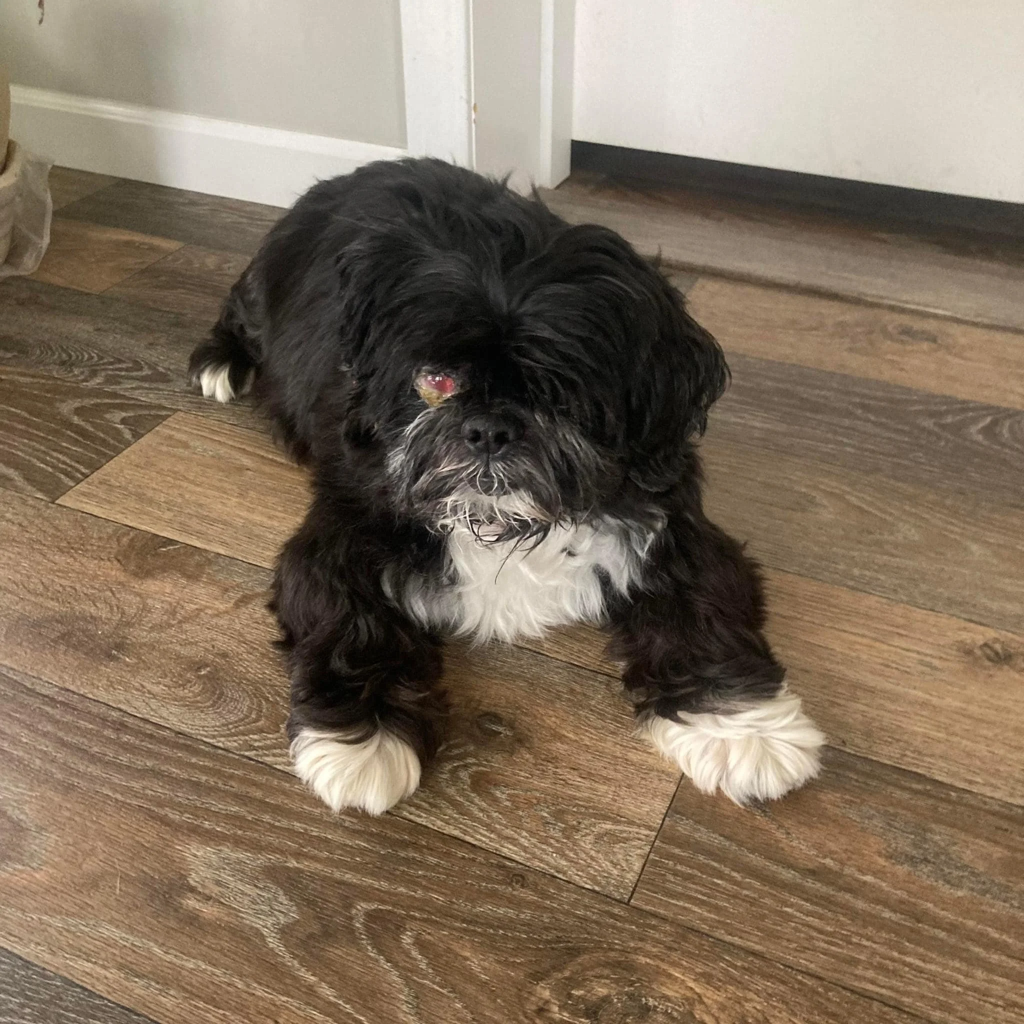 Bluegrass Shih-Tzu Rescue