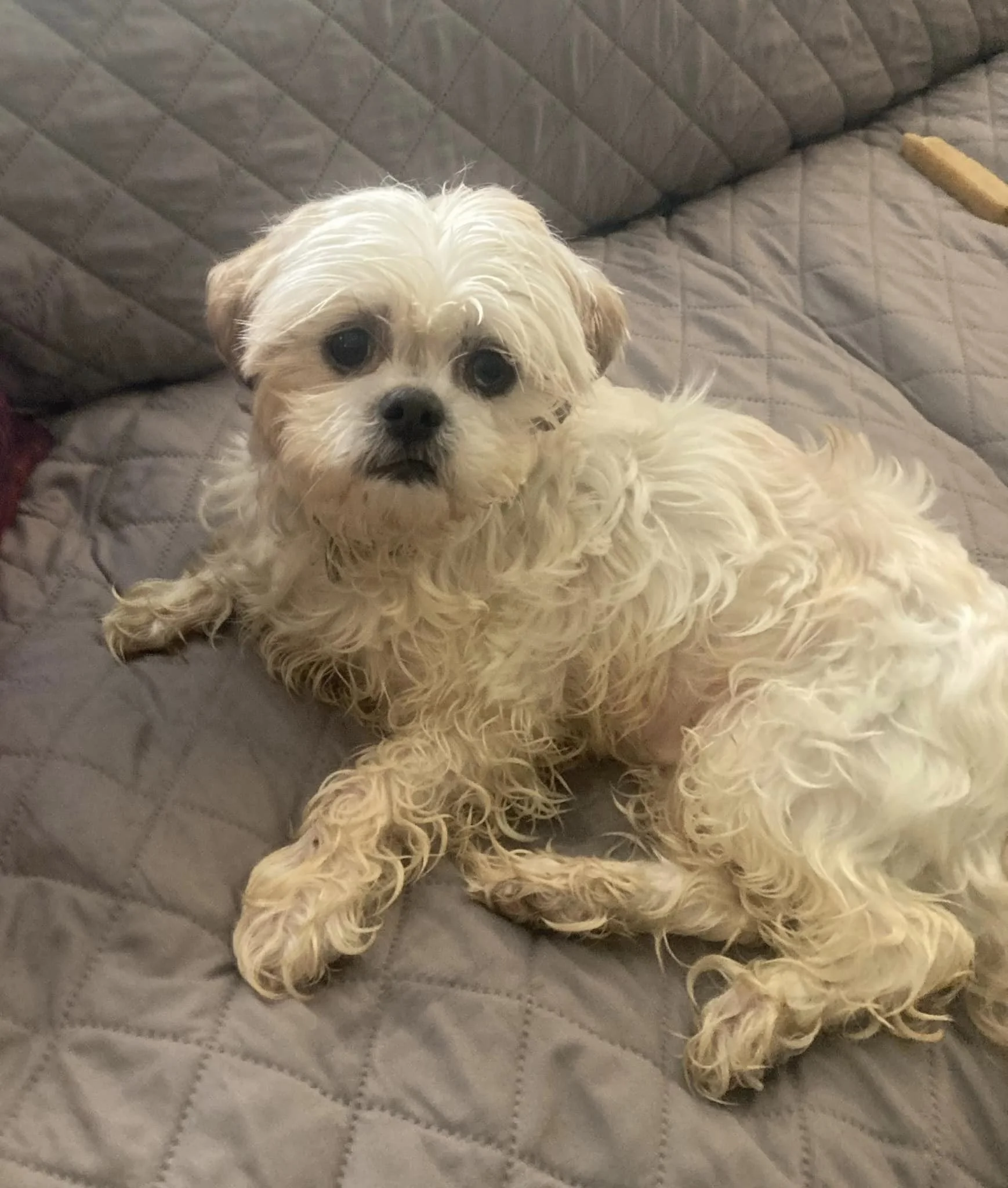 Bluegrass Shih-Tzu Rescue