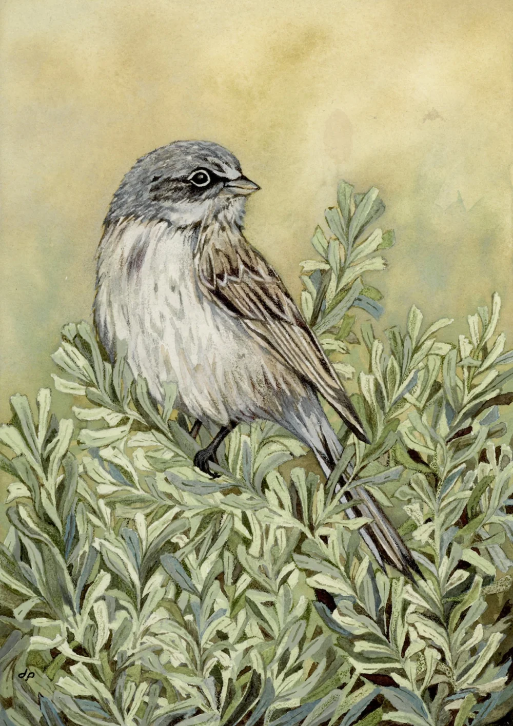 Shop — Jill Pelto Art