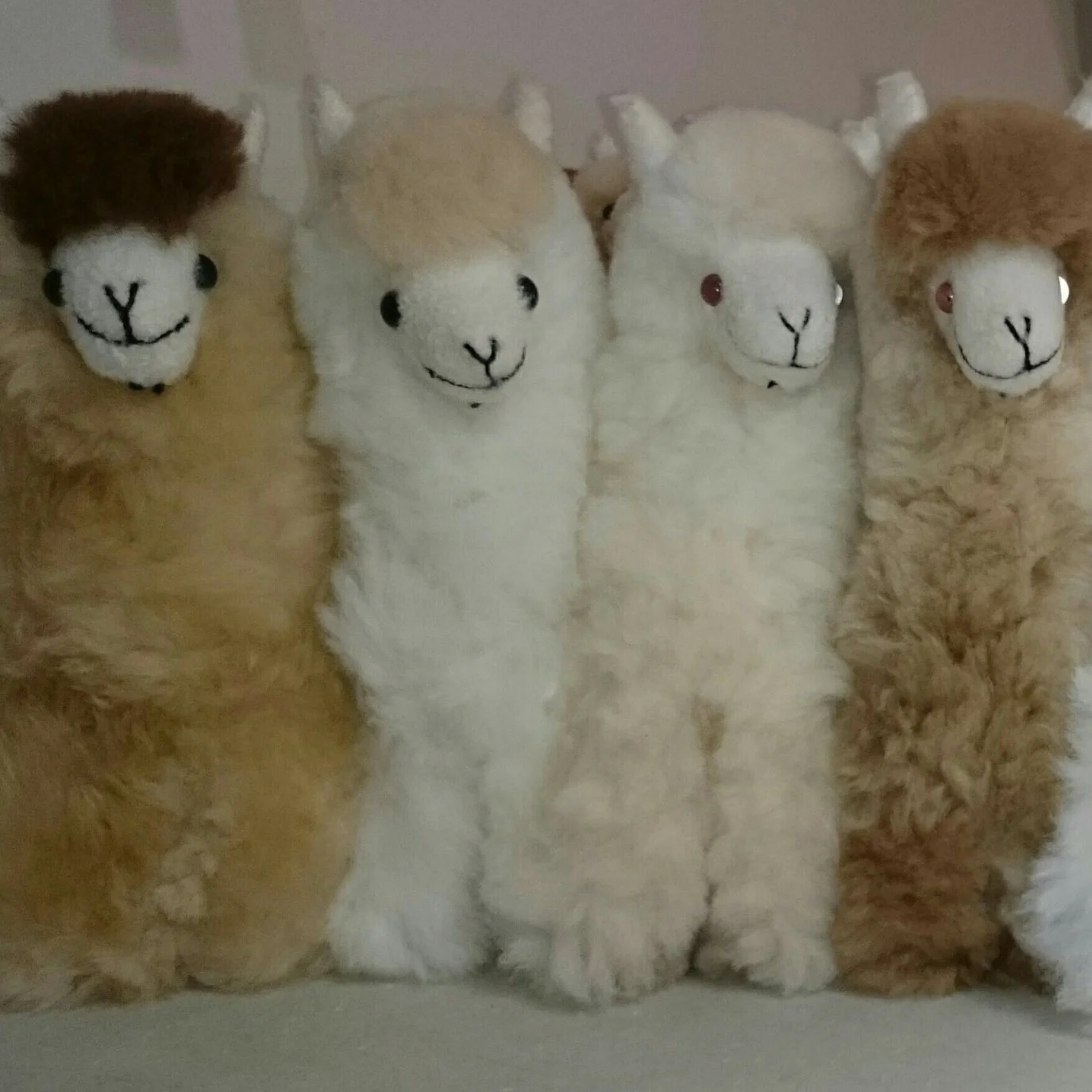 Adopt an Alpaca — Charnwood Forest Alpacas