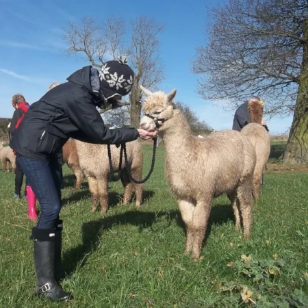 Adopt an Alpaca — Charnwood Forest Alpacas