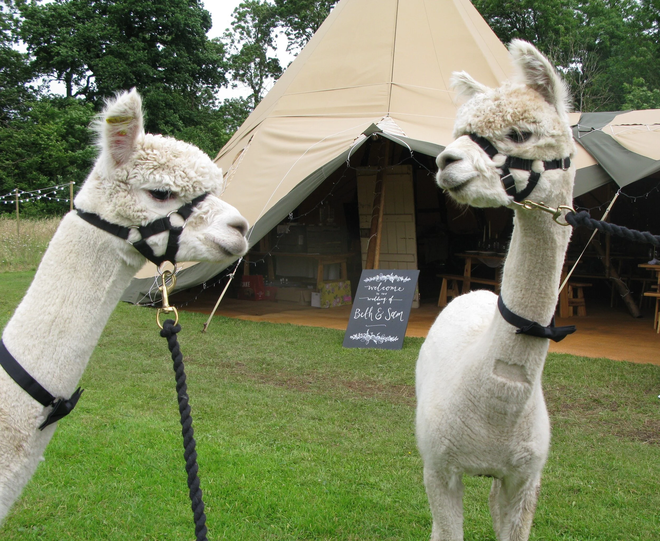 Alpacas for Hire & Weddings - Charnwood Forest Alpacas