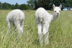 Alpaca, Donkey, Horse and Lamb Experience Days at Charnwood Forest