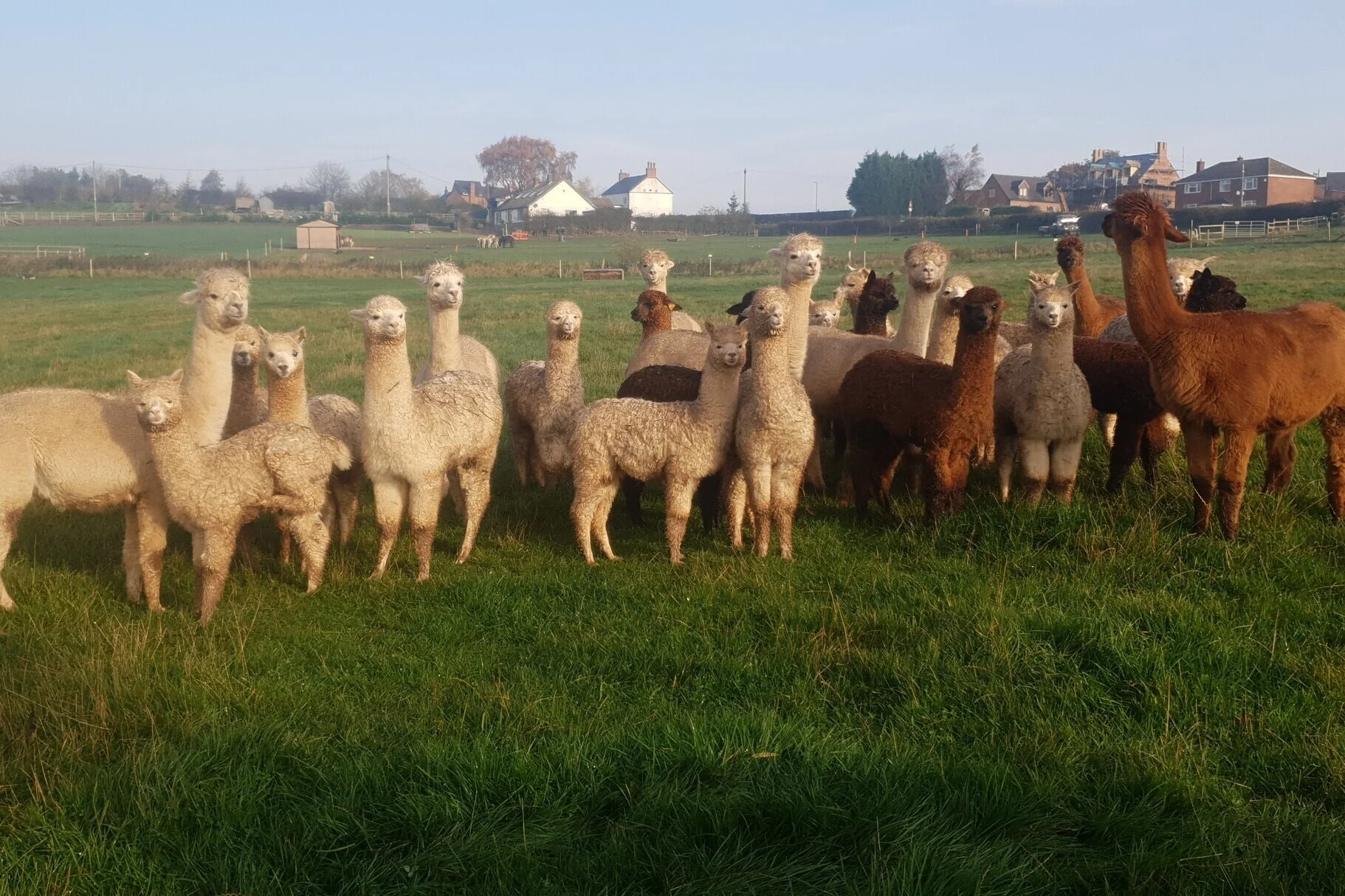 Alpaca, Donkey, Horse and Lamb Experience Days at Charnwood Forest