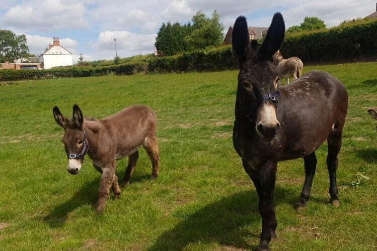 Alpaca, Donkey, Horse and Lamb Experience Days at Charnwood Forest