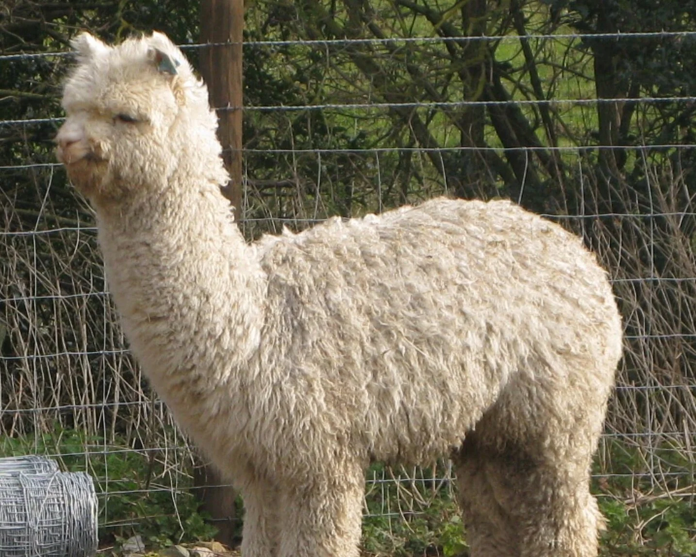 Alpacas for sale, alpaca for sale, alpaca sales, alpaca breeding ...