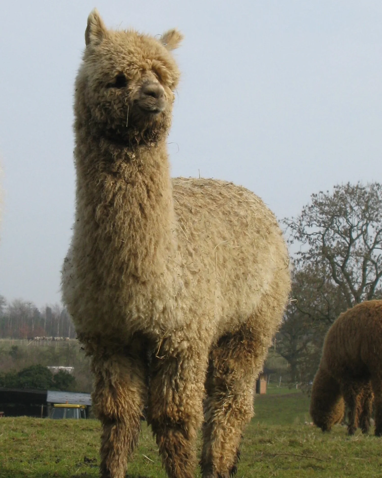 Alpacas for sale, alpaca for sale, alpaca sales, alpaca breeding ...