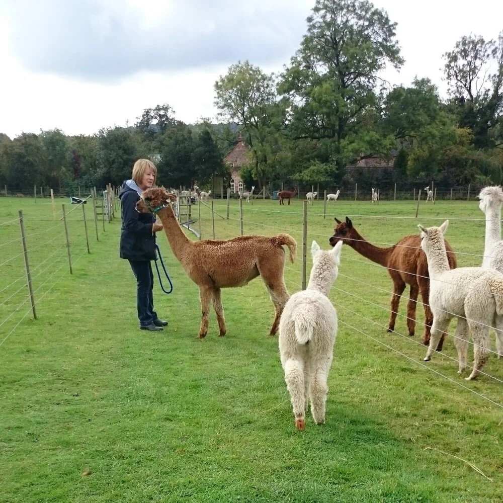 - Charnwood Forest Alpacas