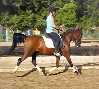 DIY livery yard - Charnwood Forest Alpacas