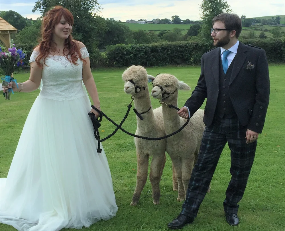 Alpacas for Hire & Weddings - Charnwood Forest Alpacas
