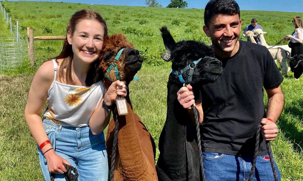 Donkey Grooming - Donkey Pampering Session - Charnwood Forest Alpacas