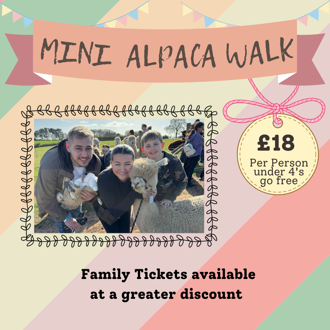Mini Alpaca Walks - Charnwood Forest Alpacas