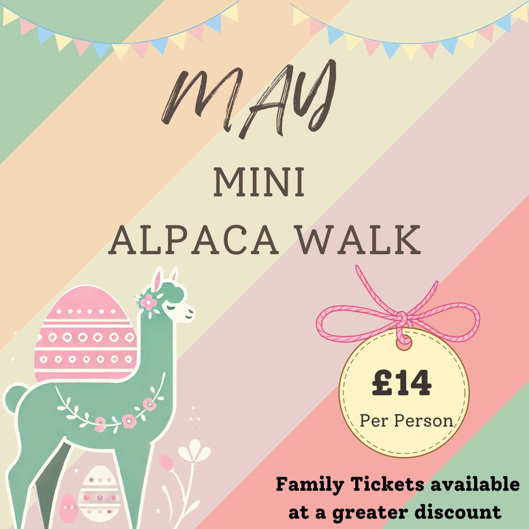 Mini Alpaca Walks - Charnwood Forest Alpacas