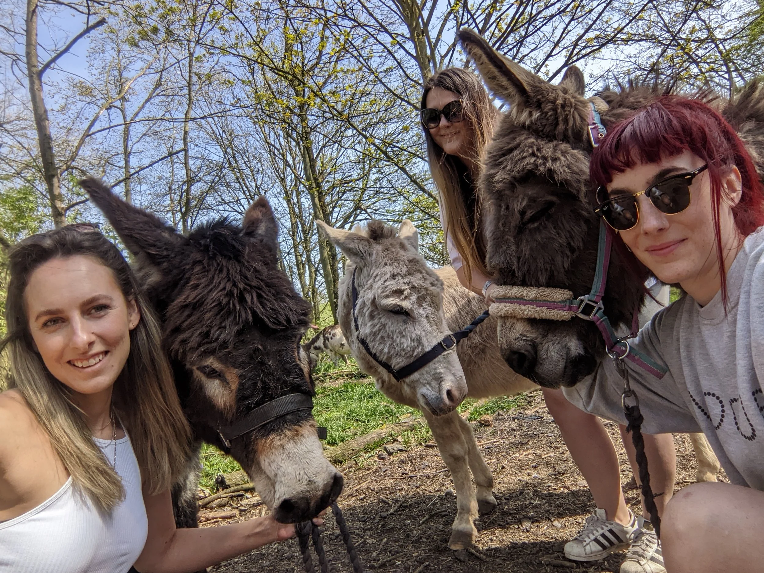Donkey Walks - 45 Minute Experience - Charnwood Forest Alpacas