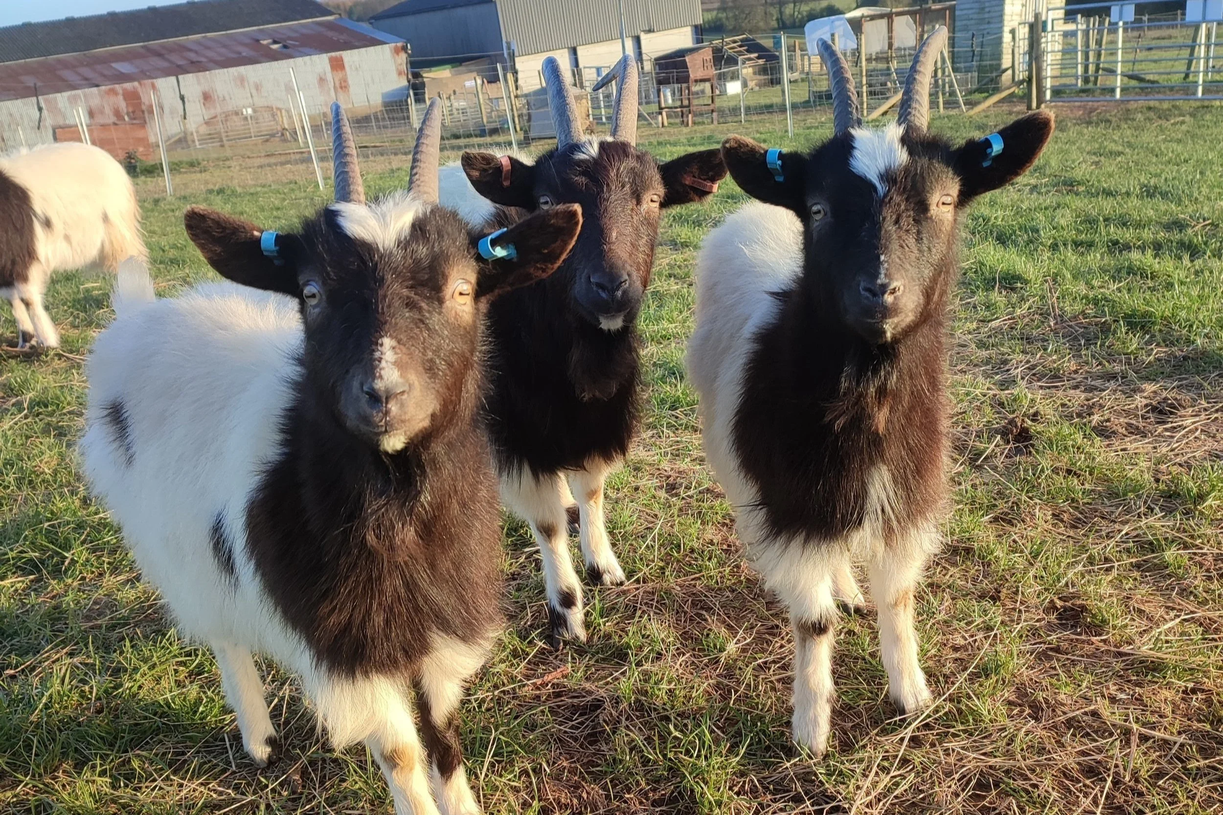Alpaca, Donkey, Horse and Lamb Experience Days at Charnwood Forest
