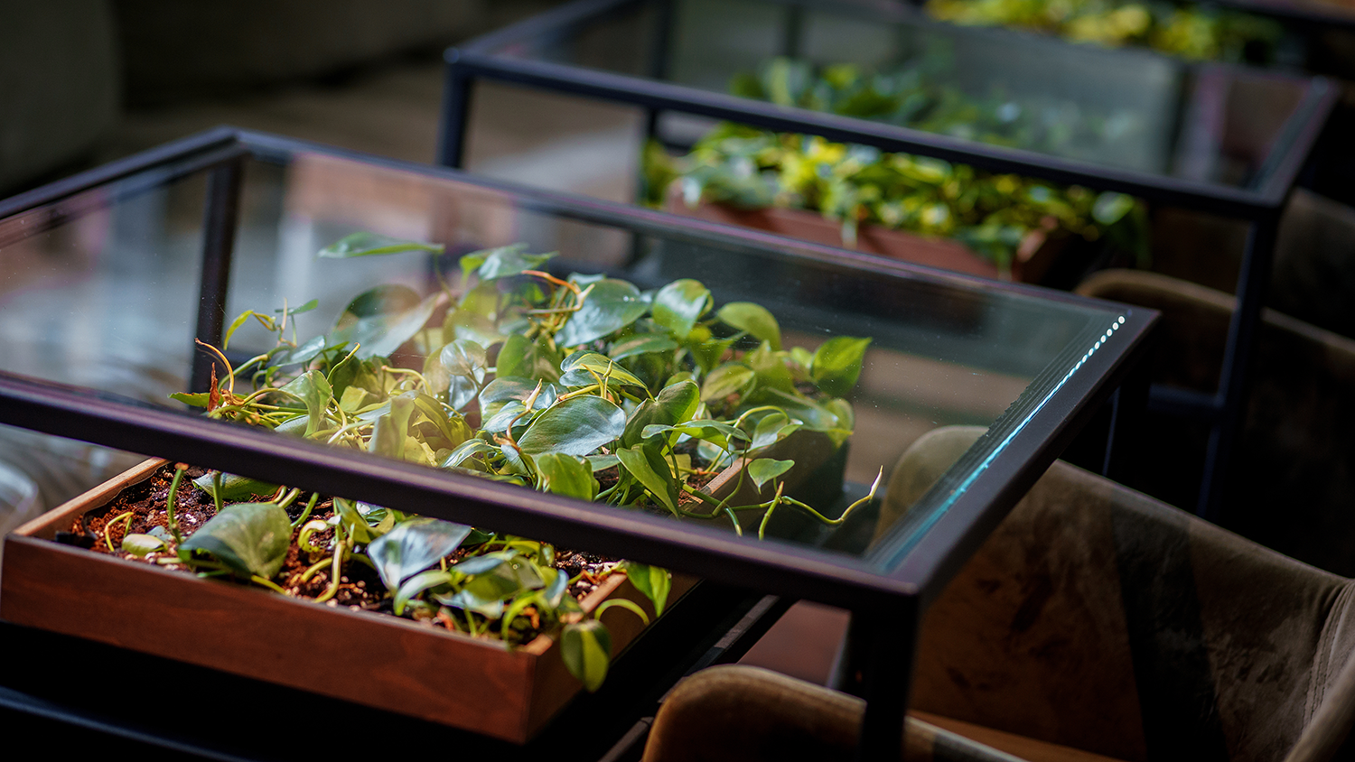 How Restaurants Can Successfully Implement Vegan Friendly Changes — The ...