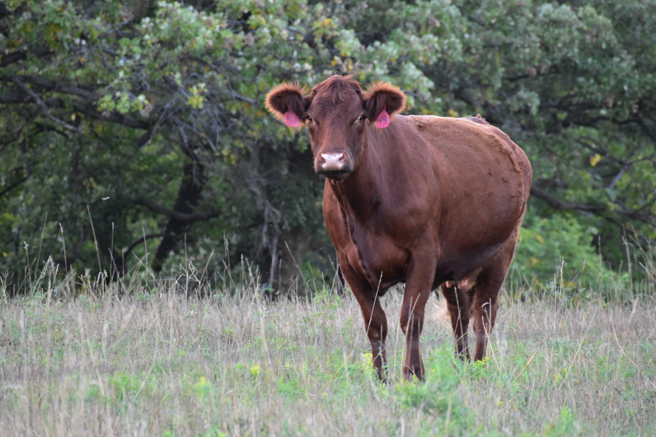 Schmig Simmental Ranch