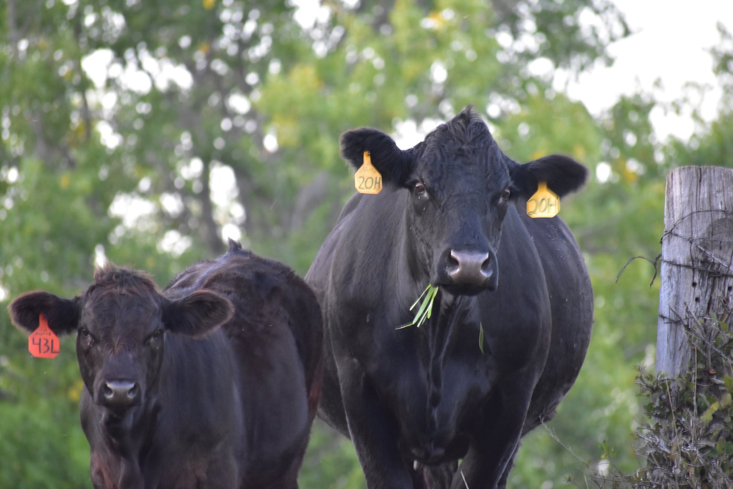 Schmig Simmental Ranch