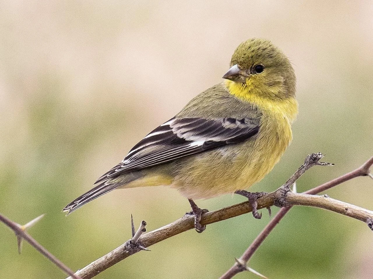 Week 1 Advanced 2020 Low — Tracy Aviary Conservation Science