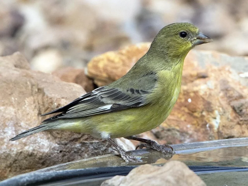 Week 1 Advanced 2020 Low — Tracy Aviary Conservation Science
