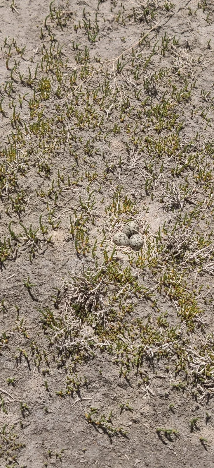 Snowy Plover ID and Finding Nests — Tracy Aviary Conservation Science