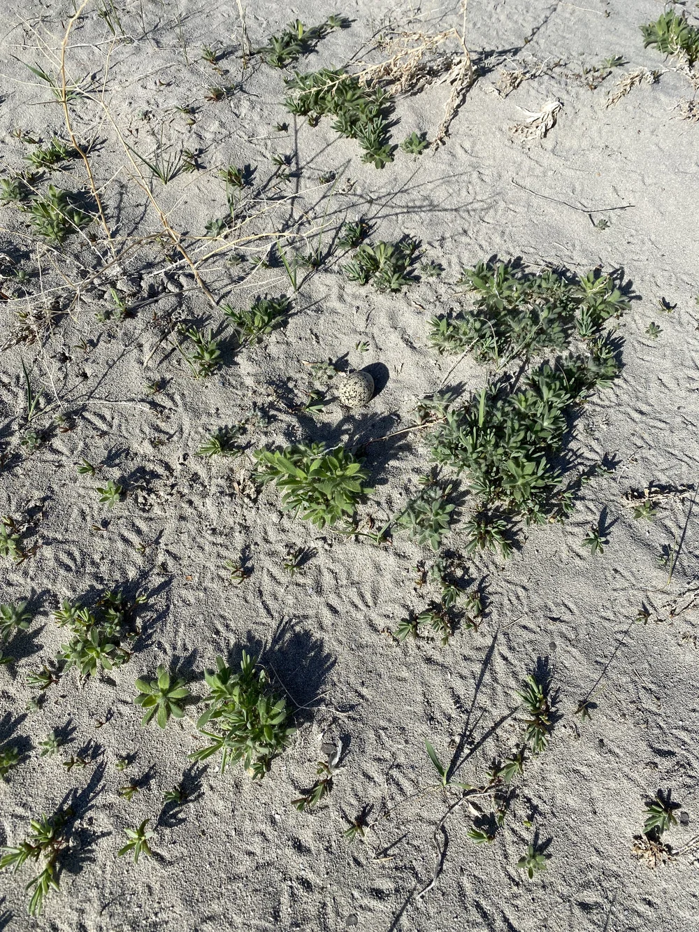 Snowy Plover ID and Finding Nests — Tracy Aviary Conservation Science