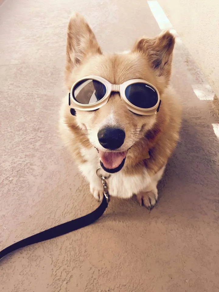 Breed Information — Queen's Best Stumpy Dog Rescue