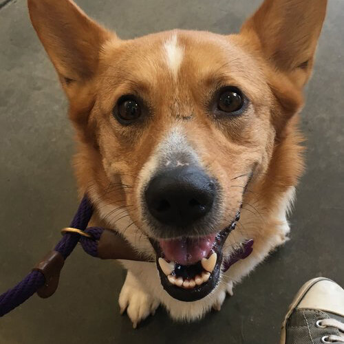 OUR DOGS — Queen's Best Stumpy Dog Rescue