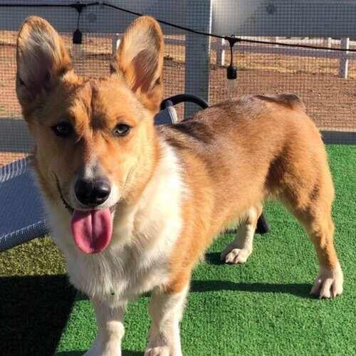 Our Dogs — Queen's Best Stumpy Dog Rescue