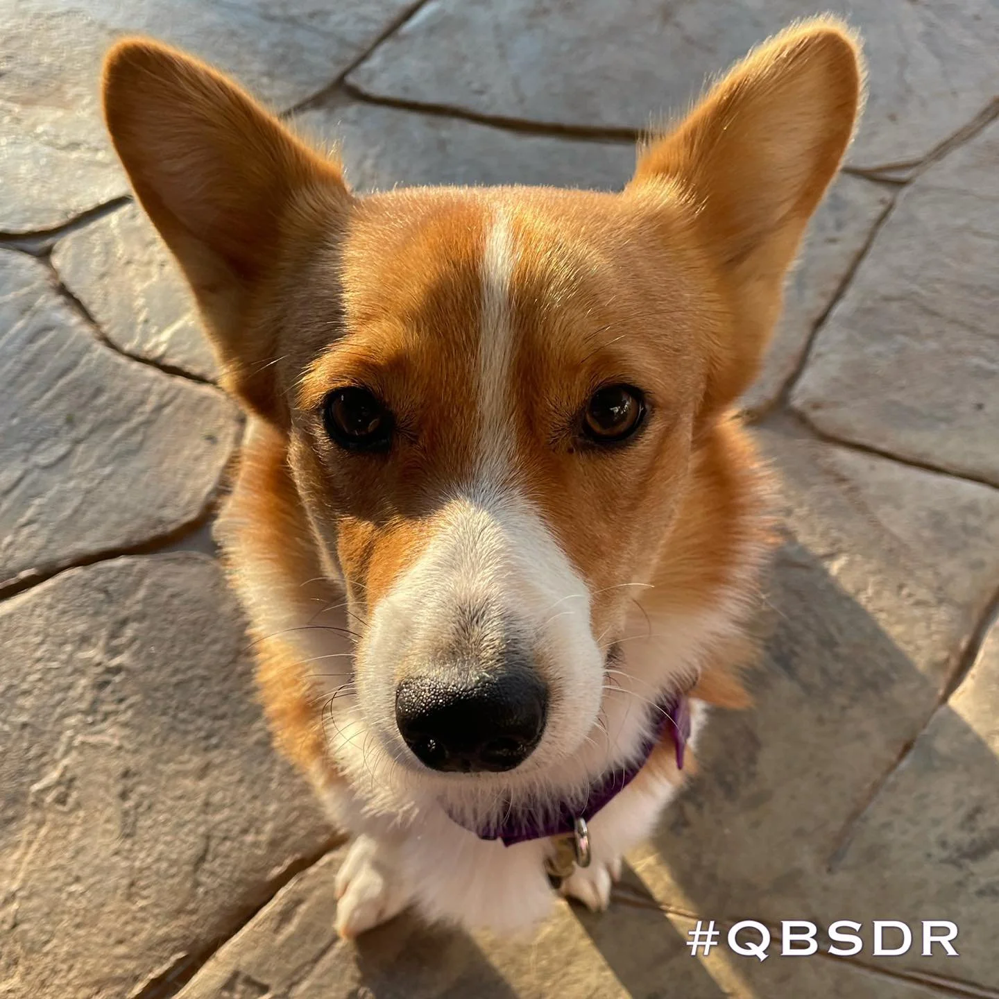 Our Dogs — Queen's Best Stumpy Dog Rescue