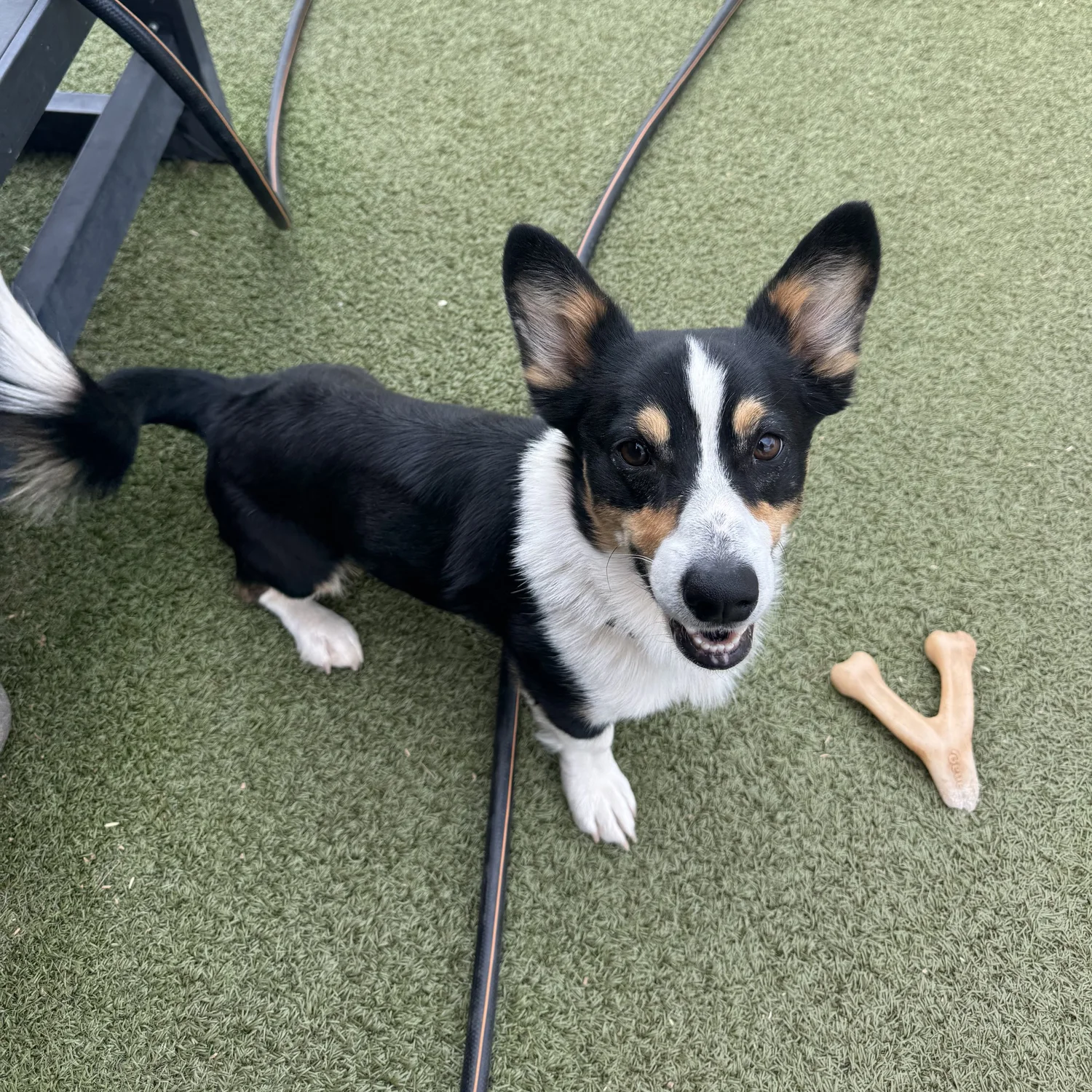 Our Dogs — Queen's Best Stumpy Dog Rescue