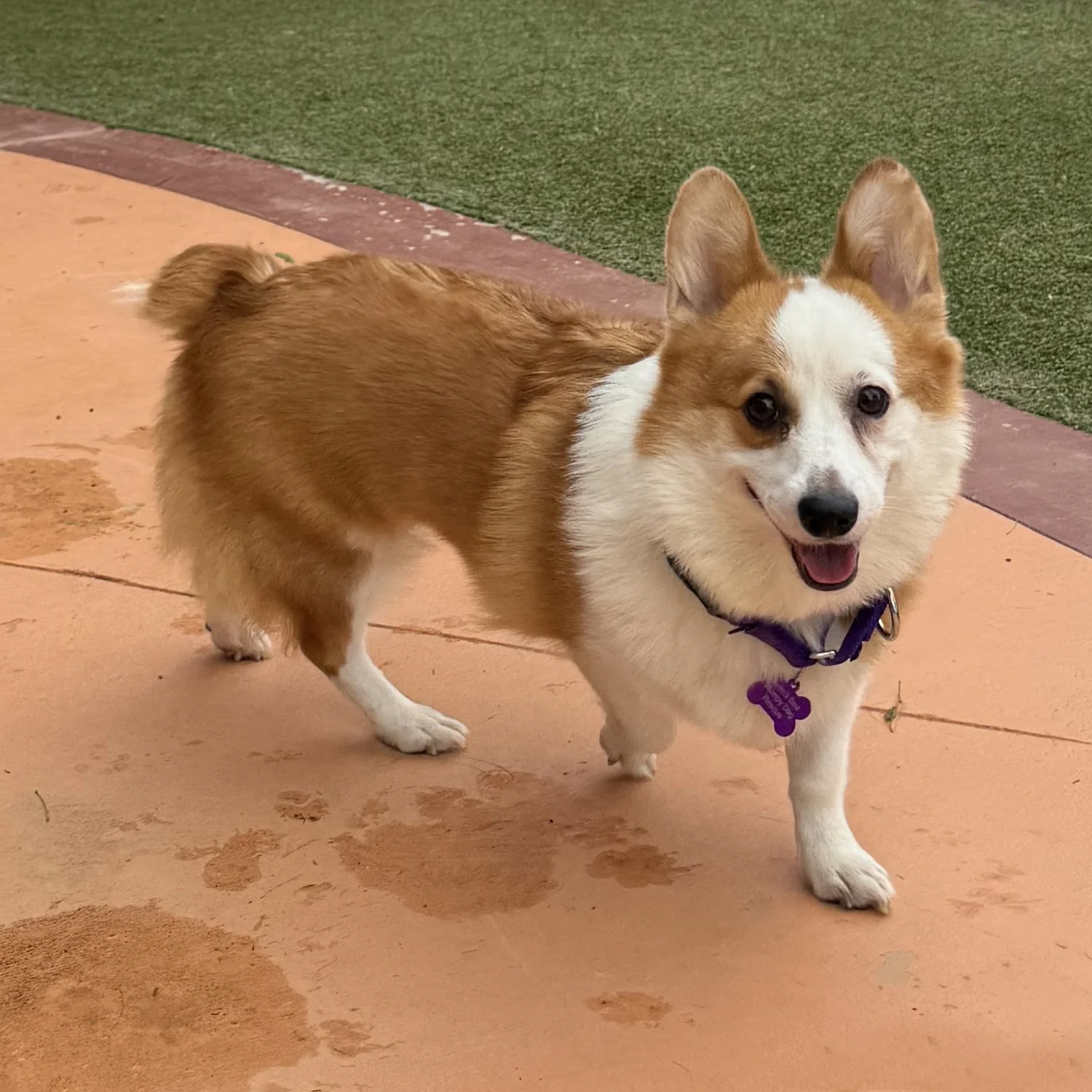 Our Dogs — Queen's Best Stumpy Dog Rescue