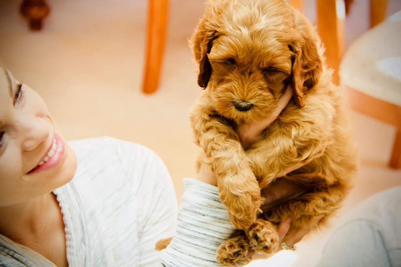 Victoria Creek Australian Labradoodles