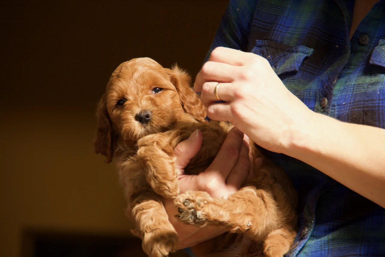 Victoria Creek Australian Labradoodles