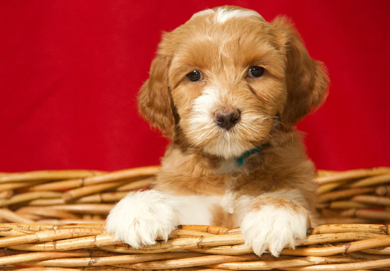 Puppies — Victoria Creek Australian Labradoodles