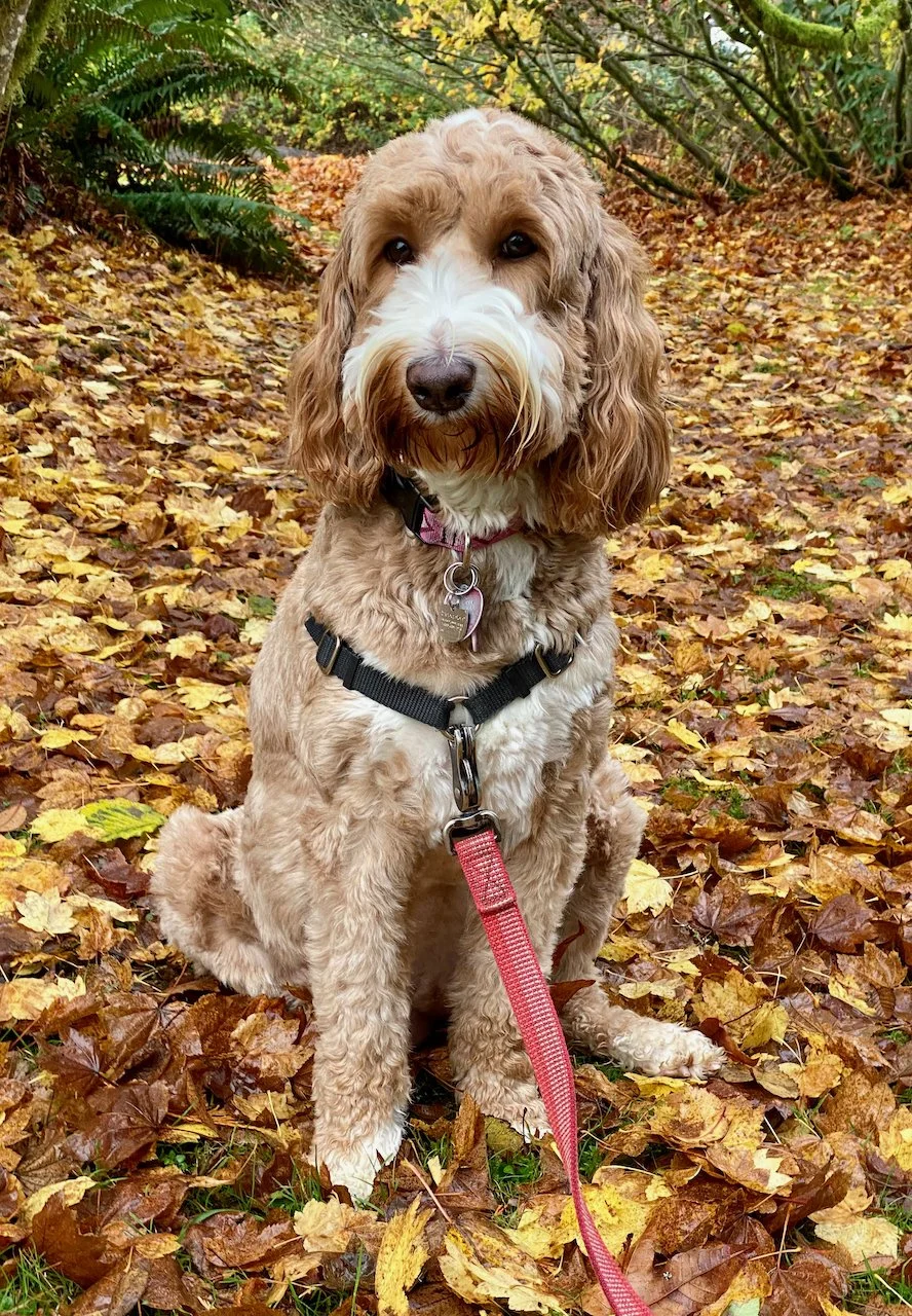 Puppy Portraits — Victoria Creek Australian Labradoodles