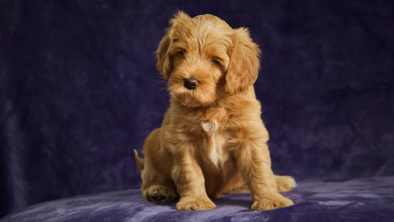 Puppies — Victoria Creek Australian Labradoodles