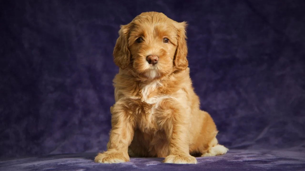 Puppies — Victoria Creek Australian Labradoodles